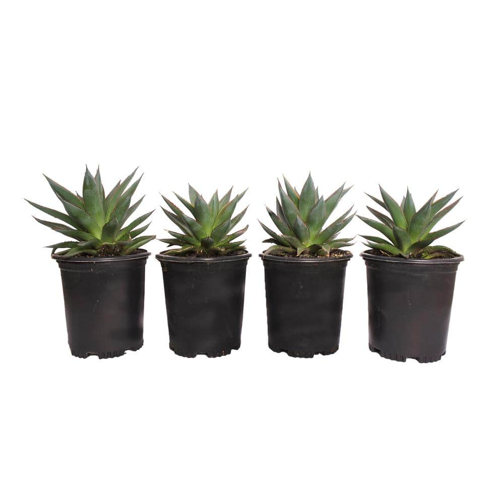 Alder & Oak #1 nursery container-'Blue Glow' Agave plants 4-Pack AGGL01 ...