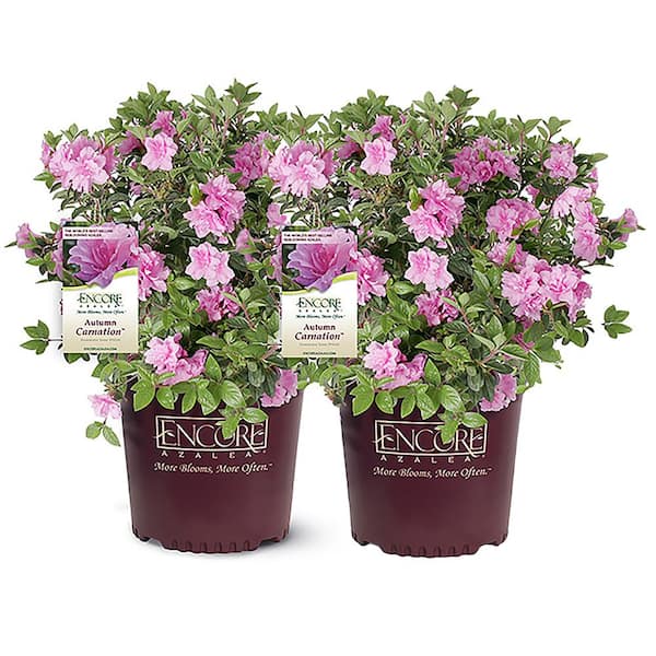 ENCORE AZALEA 1 Gal. Autumn Carnation Shrub with Semi Double Pink ...