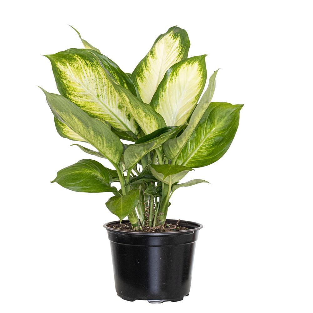 United Nursery Camille Dieffenbachia Live Plant in 6 inch Grower Pot ...