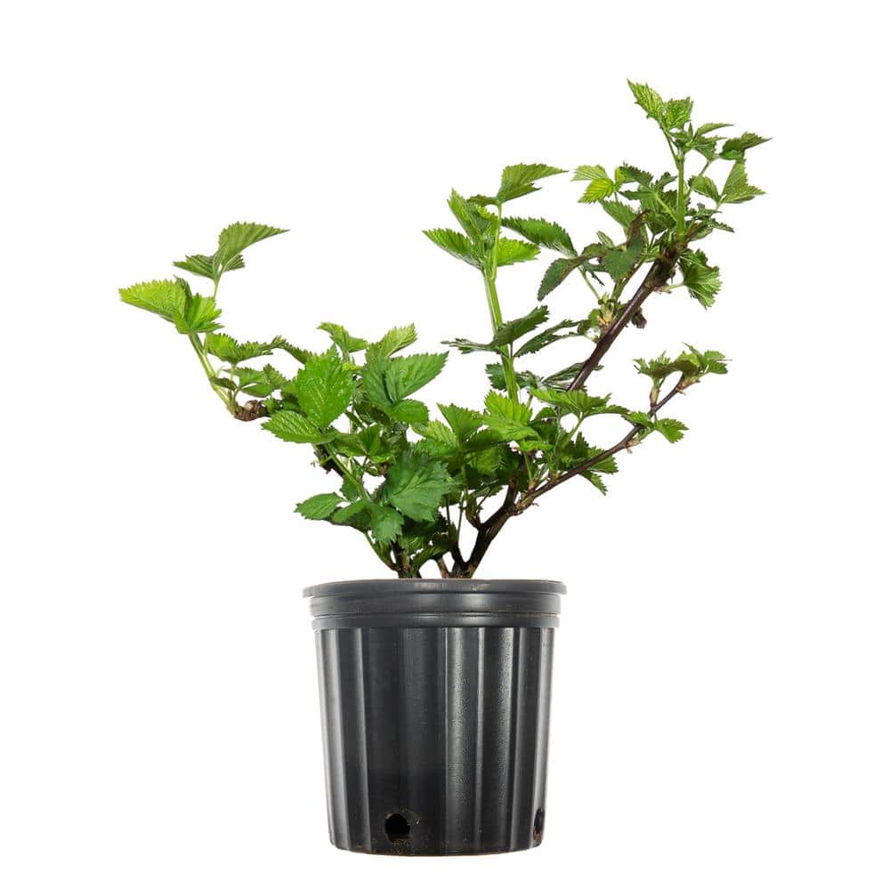Perfect Plants Natchez Blackberry Bush in 1 Gal. Growers Pot, Large ...