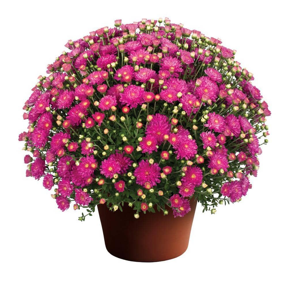 Pure Beauty Farms 8 in. Mum Plant Pink Flowers in Grower's Pot ...