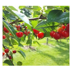 Online Orchards Lapins Cherry Tree - Self Pollinating, Delicious Dark ...