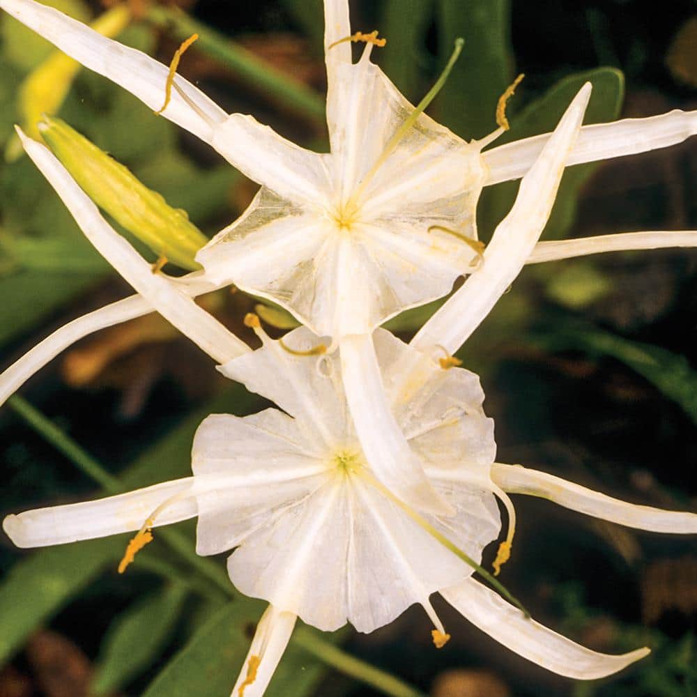 White Peruvian Daffodil Bulb 34130 - The Home Depot