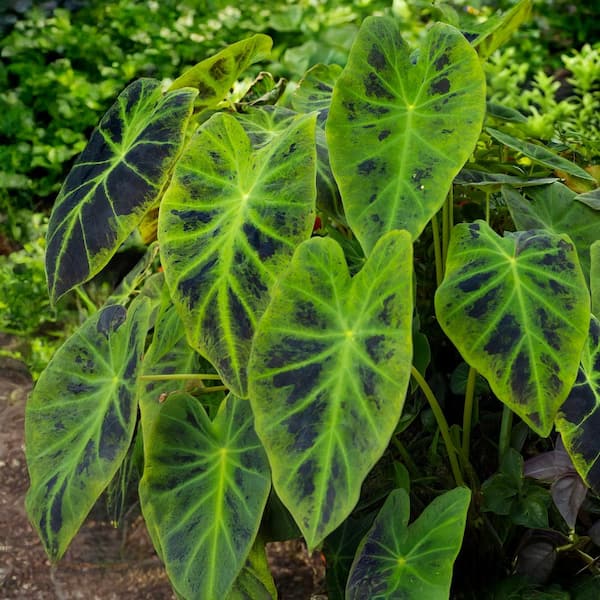 Garden State Bulb 7/9 in. Colocasia Illustris Elephant Ear Bulbs (Bag ...