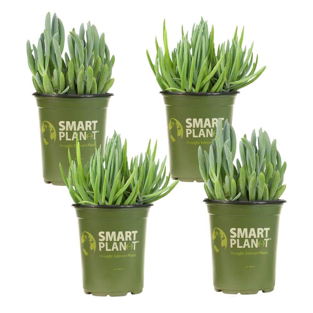 SMART PLANET 1 qt. Senecio Assorted Succulents (4-Pack) 0872640 - The Home Depot