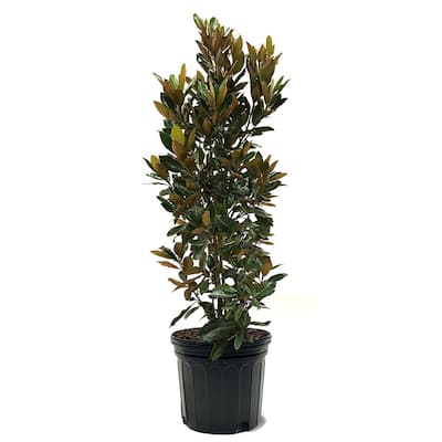 Magnolia Tree - Trees - Outdoor Plants - The Home Depot
