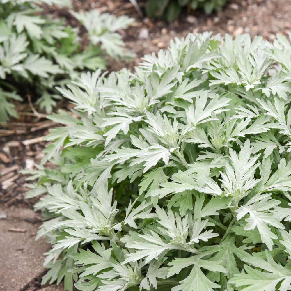 PROVEN WINNERS 0.65 Gal. Silver Lining White Sagebrush Live Perennial ...