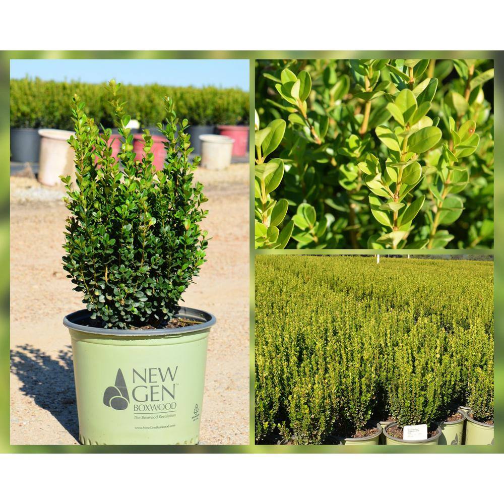 NewGen 3 Gal. Freedom Boxwood (Buxus) Live Plant Easy Care Evergreen ...