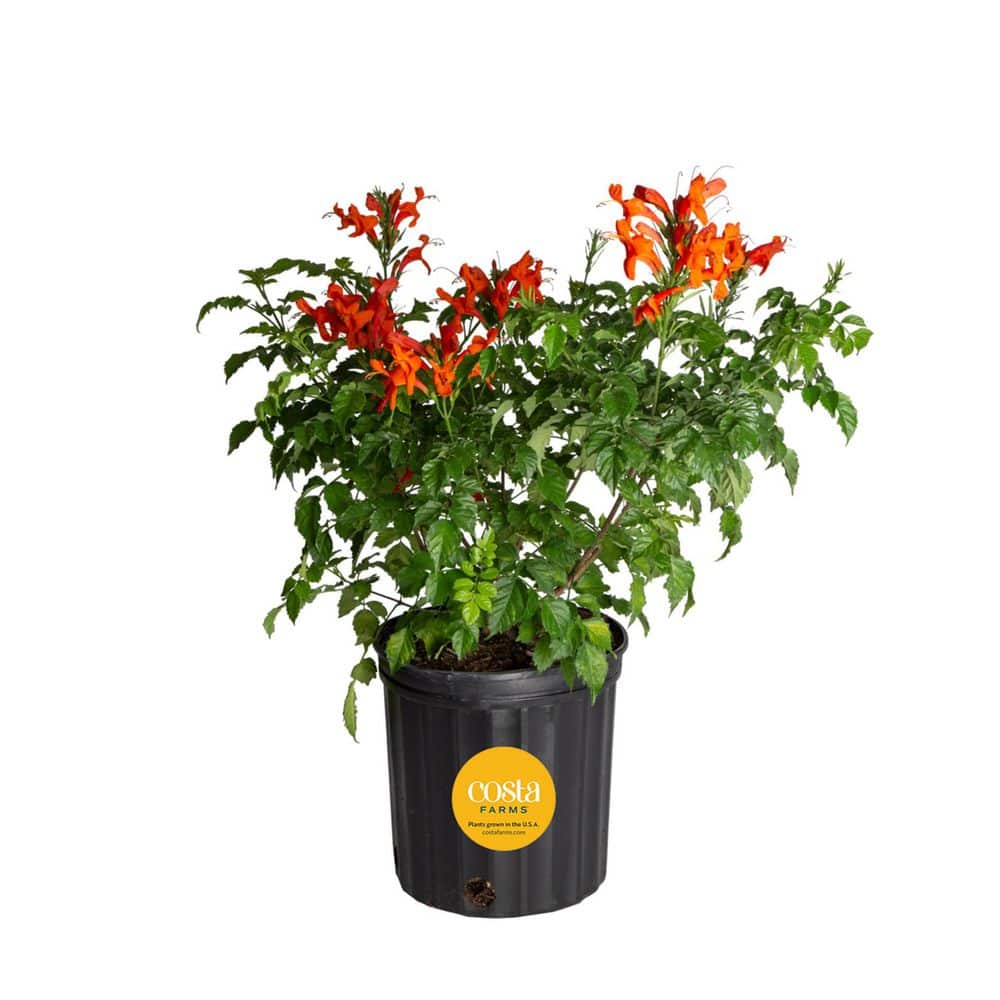 Costa Farms Outdoor Plant Tecomaria Honeysuckle Bush in 9.25 in. Grower ...