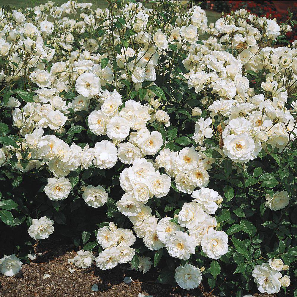 3 Gal. Iceberg Rose in Grower Pot with White Flowers 767379 - The Home ...