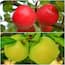 Online Orchards 4-in-1 Apple Jubilee Tree Bare Root CBAP004 - The Home ...