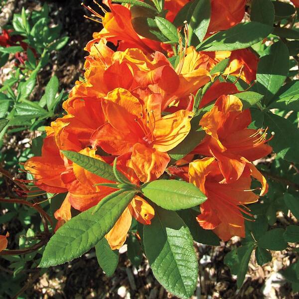 Have a question about DIRECT GARDENING 3 Gal Pot, Fashion Azalea Potted ...