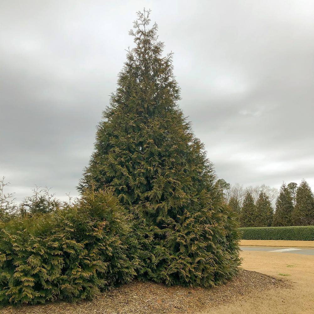 Spring Hill Nurseries Green Giant Arborvitae Potted Evergreen Shrub, 5 ...