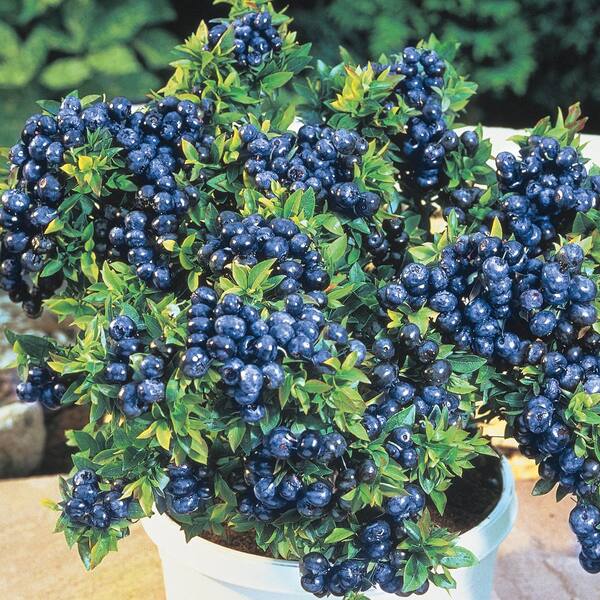 Gurney's 4 In. Pot, Early Blue Honeyberry Bush, Potted Fruit Bearing ...