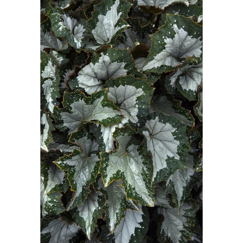 Costa Farms 3 qt. Begonia Jurassic Summer Paradise Croc Annual Plant in ...