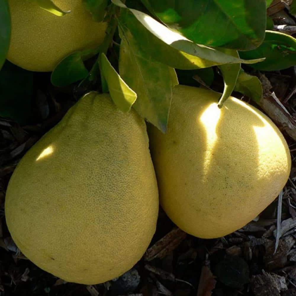 Wekiva Foliage Hirado Butan Pummelo Grapefruit Tree-Live Plant in a 5 ...