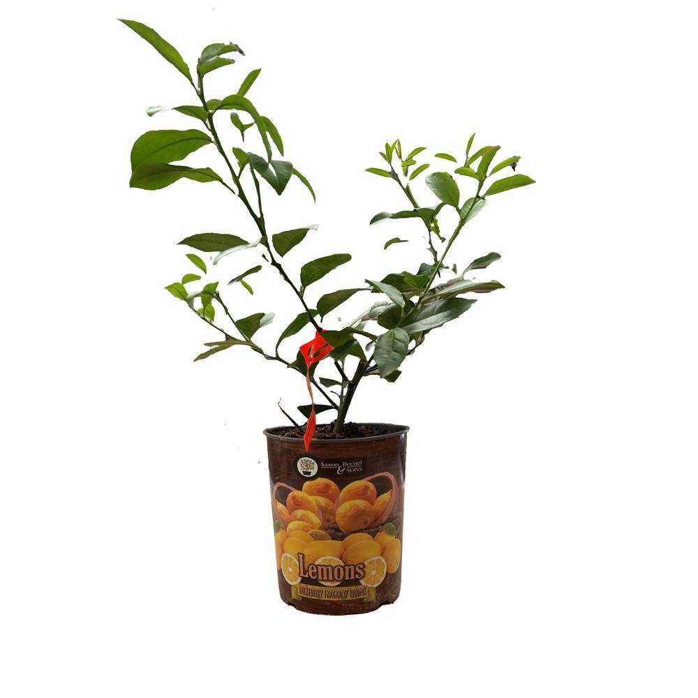 BELL NURSERY 1 Gal. Improved Meyer Lemon Tree Live Tropical Tree with ...