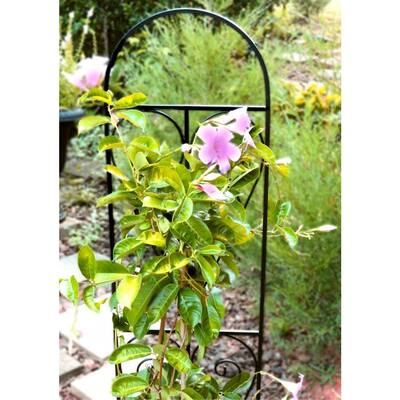 Metal - 42 or Greater - Garden Trellises - Trellises - The Home Depot