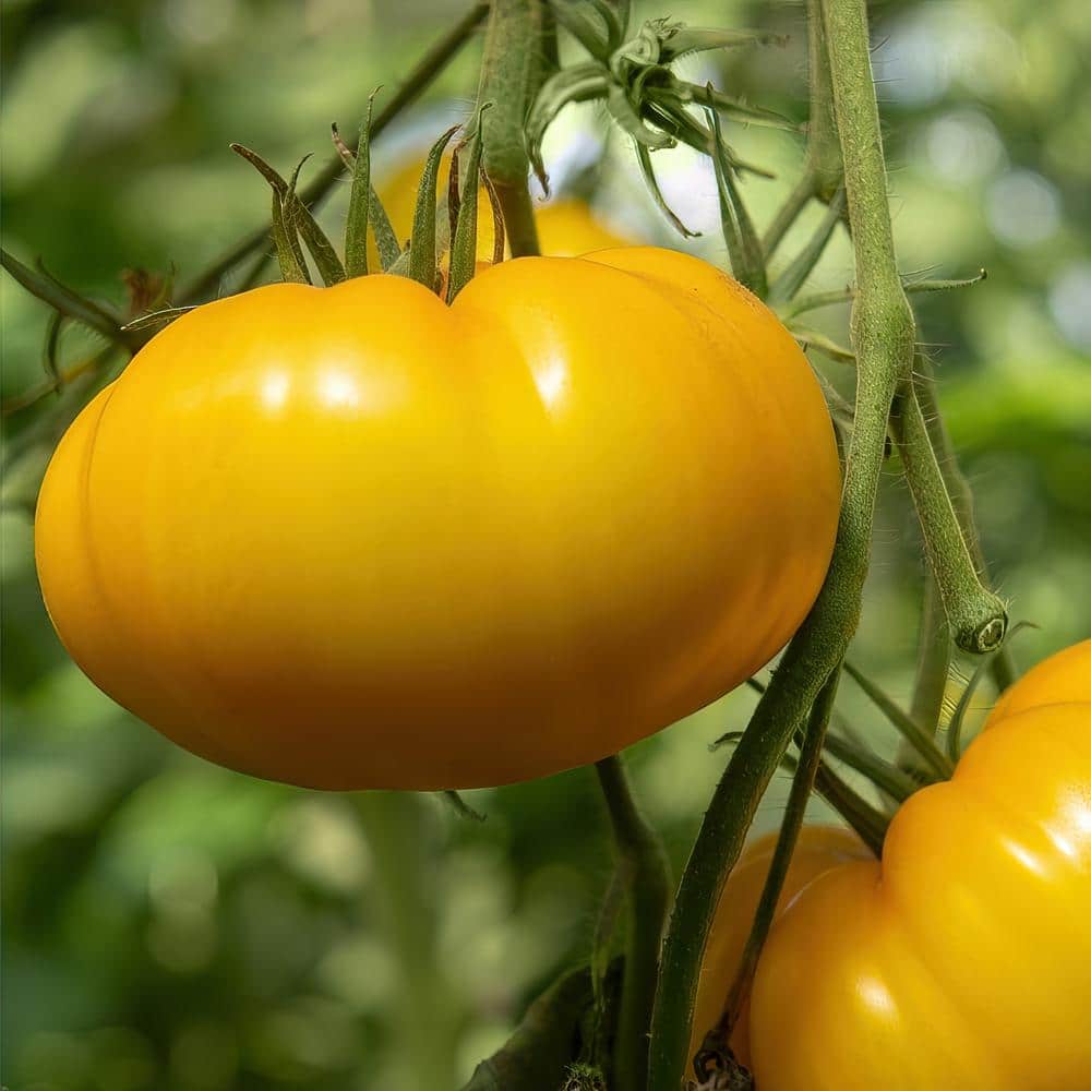 national PLANT NETWORK 2.5 in. Chef's Choice Yellow Tomato Solanum ...