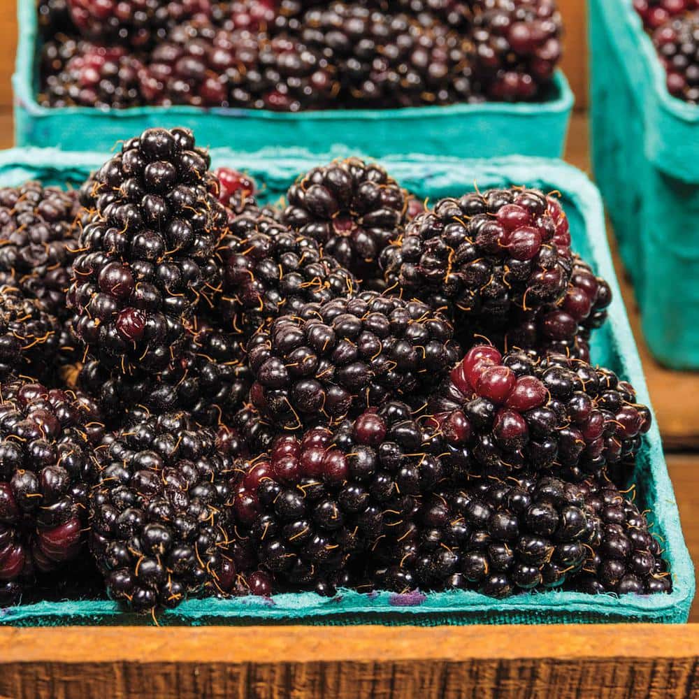 Gurney's Marionberry Bush Fruit Bearing Blackberry Starter Plant (1 ...