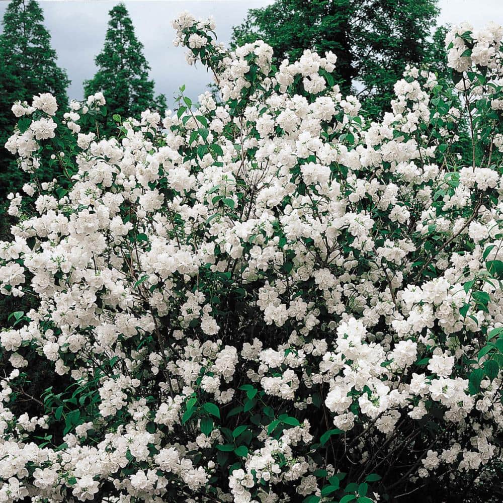 Direct Gardening Snowbelle Mockorange Shrub Dormant Bare Root White ...