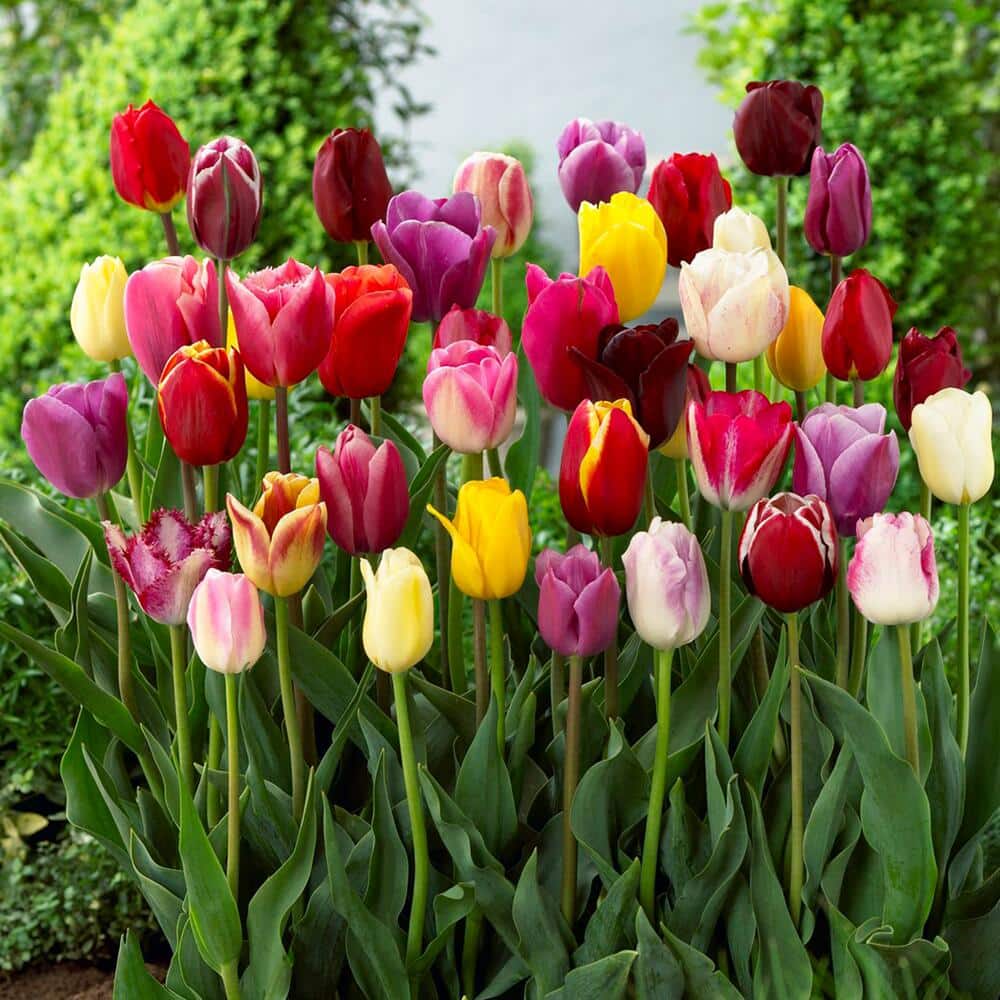 Garden State Bulb 12/+ cm, Breeders Mix Multi-Color Tulip Flower Bulbs ...