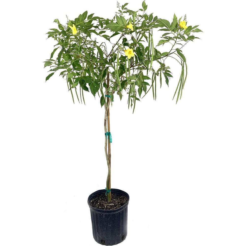 Wekiva Foliage Yellow Tecoma Tree-Live Plant in a 3 gal. Pot-Tecomaria ...