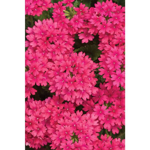 PROVEN WINNERS 4.25 in. Raspberry Superbena (Verbena) Live Annual Plant ...