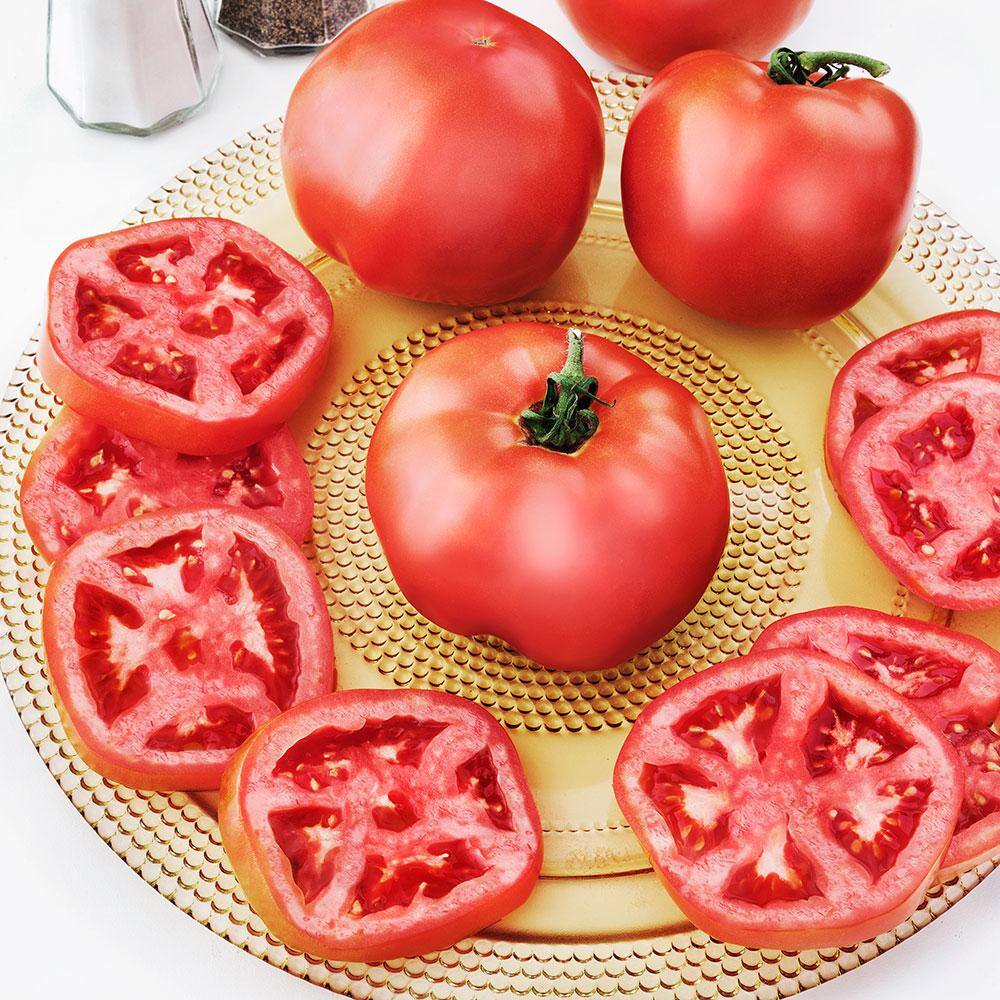 Bonnie Plants 19 oz. Summer Set Tomato Plant 0273 - The Home Depot