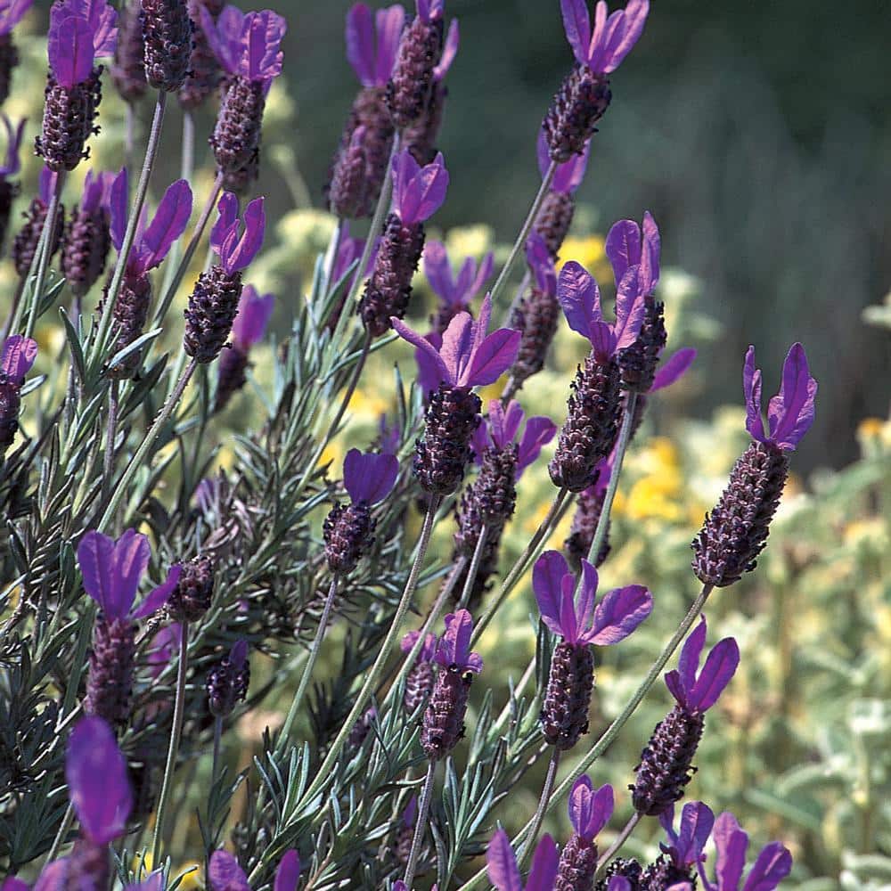 2.0 Qt. Primavera Spanish Lavender Plant 1005900344 - The Home Depot