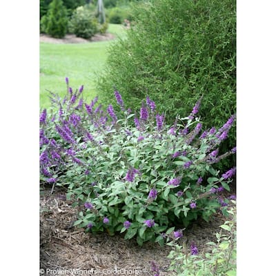 PROVEN WINNERS 1 Gal. Pugster Amethyst Butterfly Bush (Buddleia) Live ...