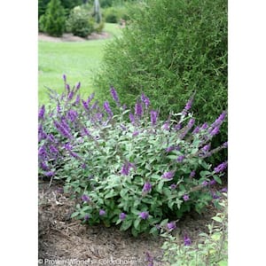 PROVEN WINNERS 1 Gal. Lo and Behold 'Ruby Chip' Butterfly Bush ...