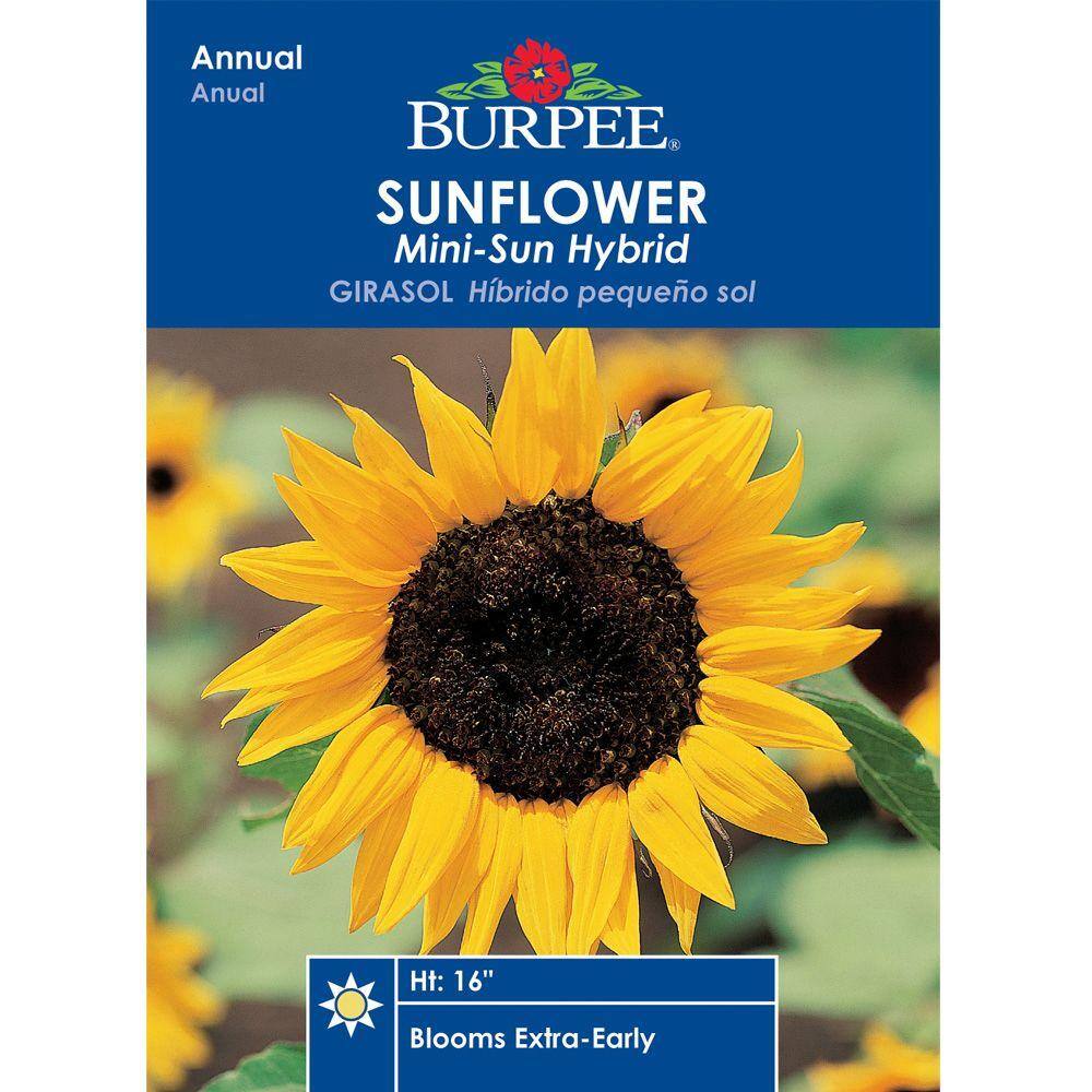 Burpee Sunflower Mini Sun Hybrid Seed 33650 - The Home Depot