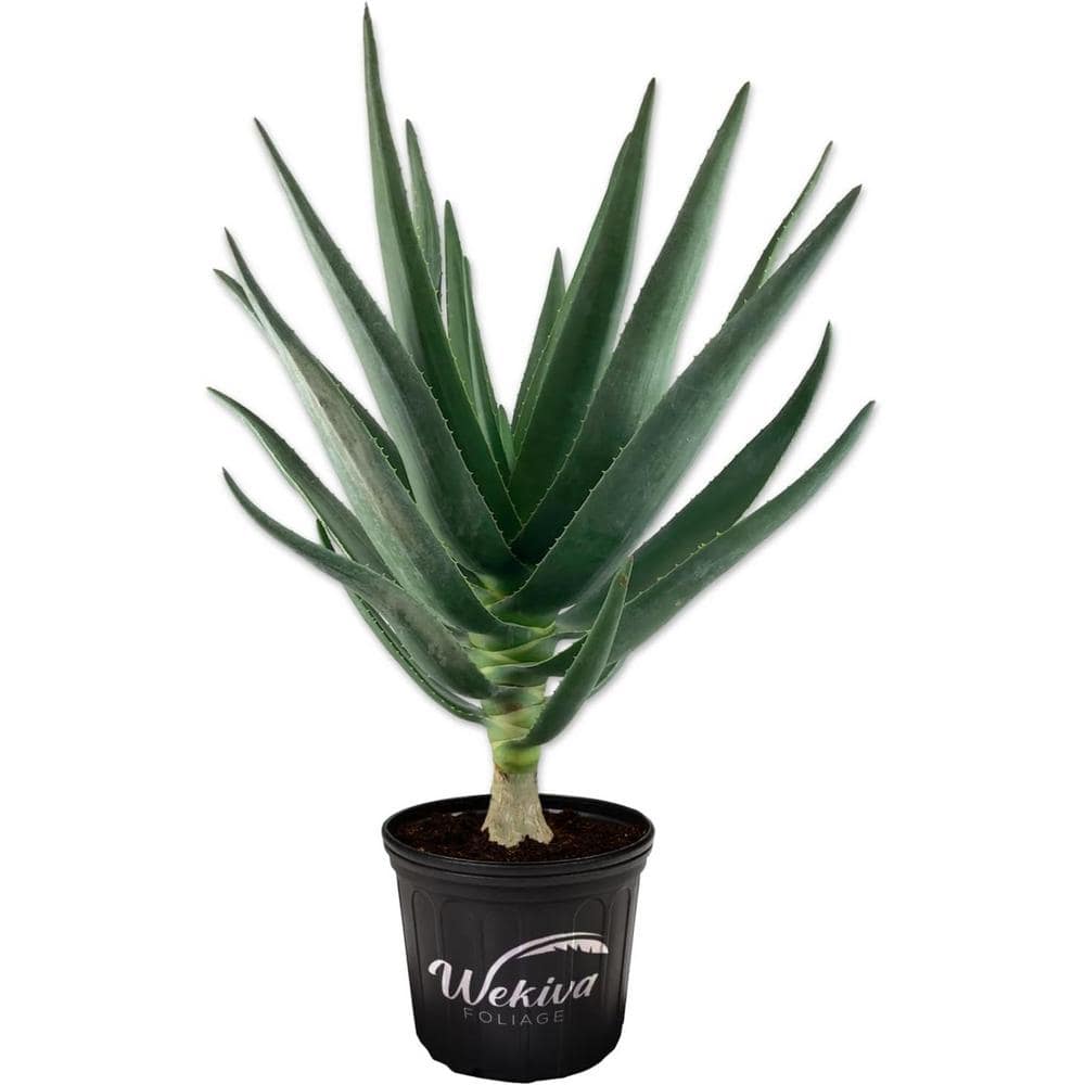 Wekiva Foliage Hercules Aloe Tree-Live Plant in a 3 gal. Growers Pot ...