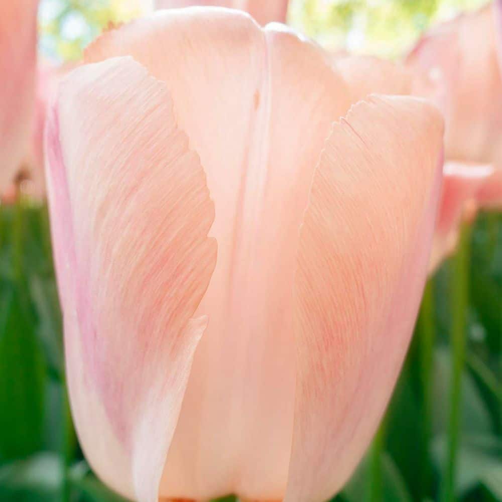 DIRECT GARDENING Apricot Pride Darwin Hybrid Tulip Dormant Spring ...
