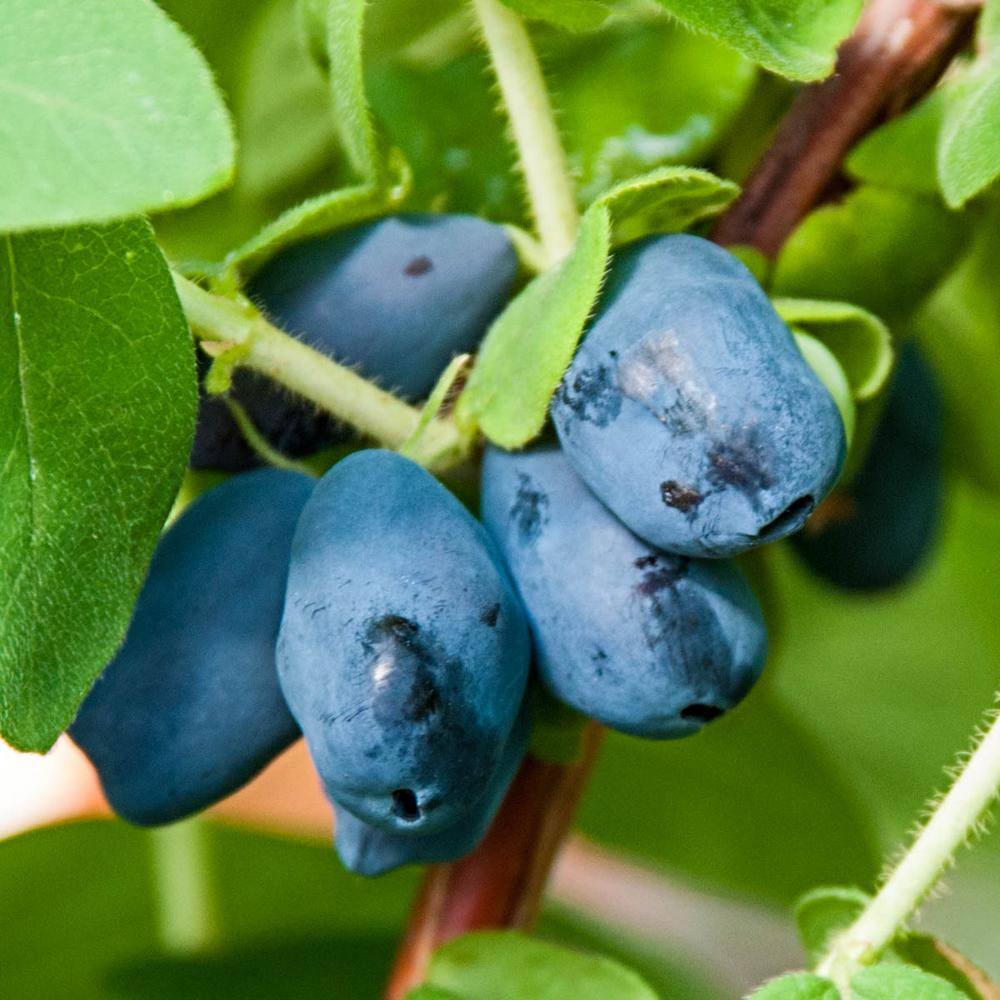 Gurney's Borealis Honeyberry, Dormant Bare Root Fruiting Plant (1-Pack ...