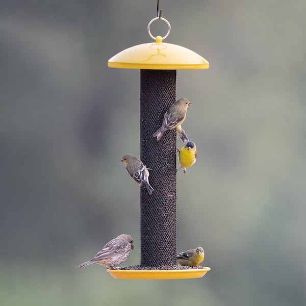 Finch feeder store