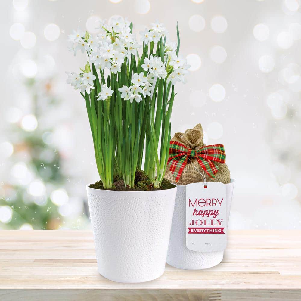 14/15cm, Ziva Paperwhite Bulb Gift Kit with White Planter ECH-38-01-01 ...