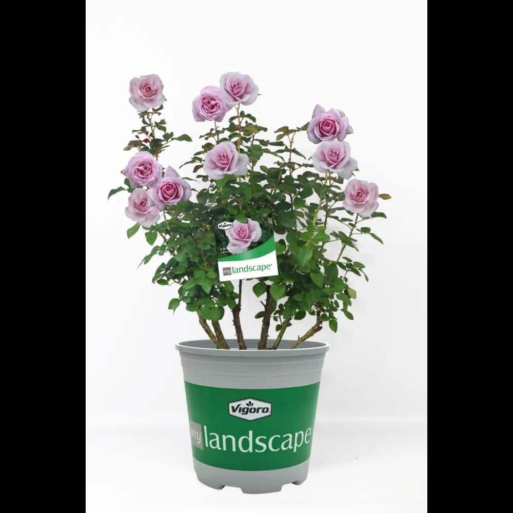 Vigoro 2 Gal. Le Petit Prince Rose with Lavender Flowers 17536 - The ...