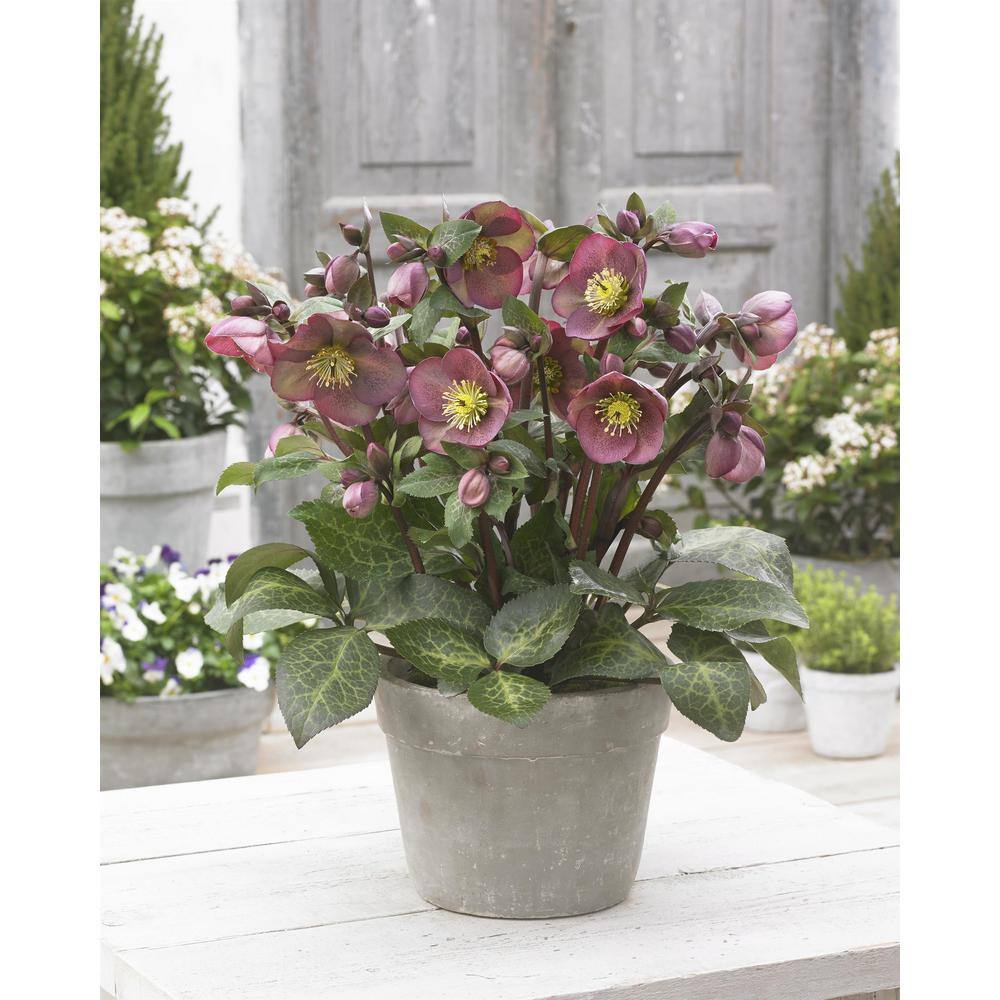 FROSTKISS 1 gal. Pippa's Purple Hellebore Live Flowering Part Sun ...