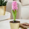 VAN ZYVERDEN Holiday Pre-Chilled Hyacinth Kit Pink Pearl with 4 in ...