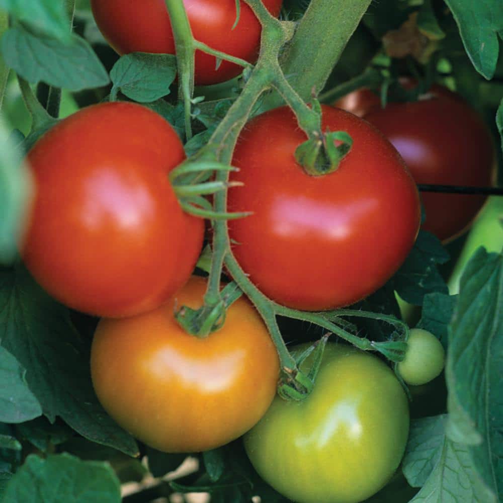 Burpee 3.5 in. Early Girl Solanum Tomato Fruit Plant 1008750302 - The ...