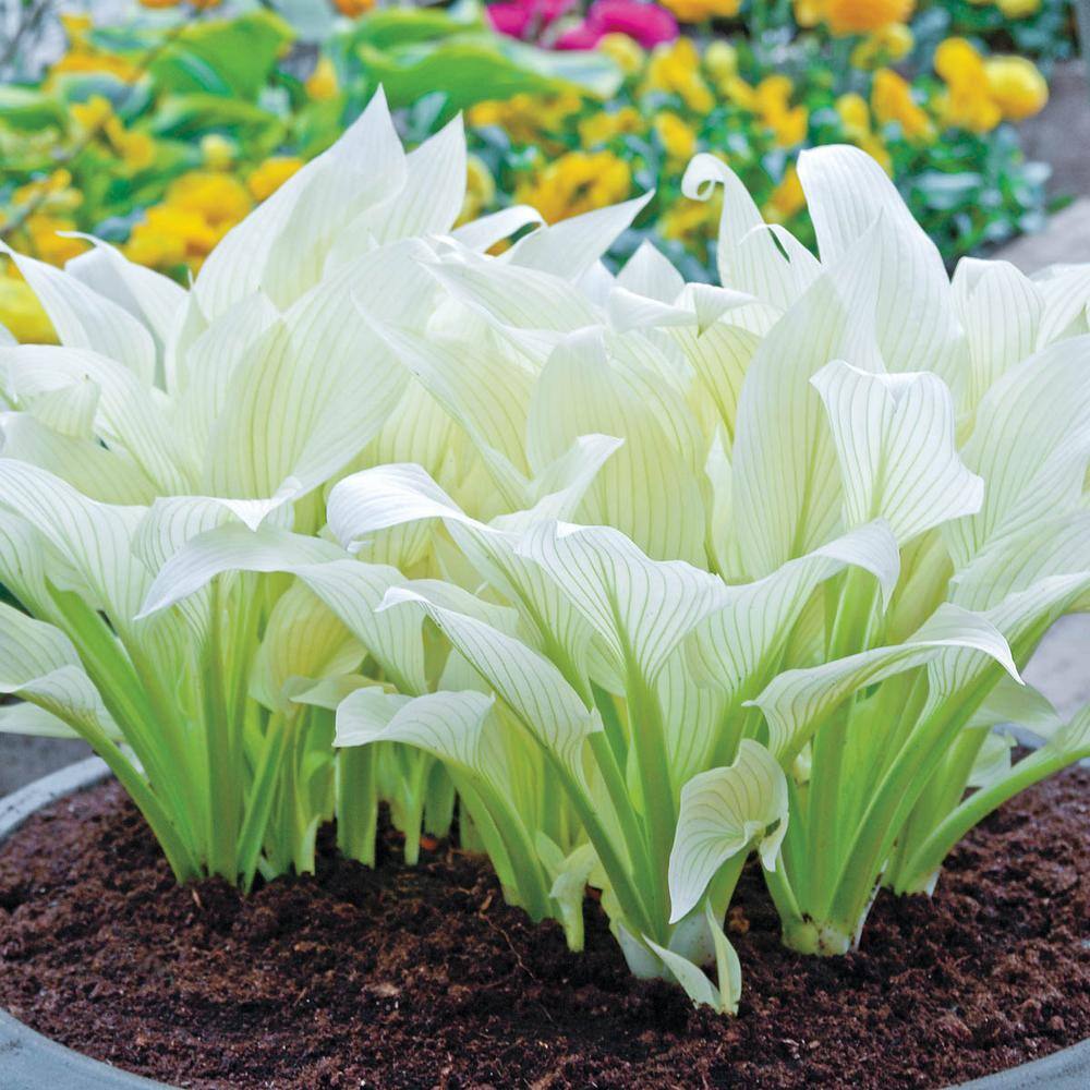 Spring Hill Nurseries White to Green Foliage Filigree Hosta Perennial ...
