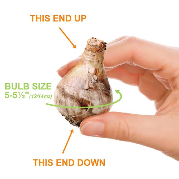 Flower Bulb Sizes - Home Alqu