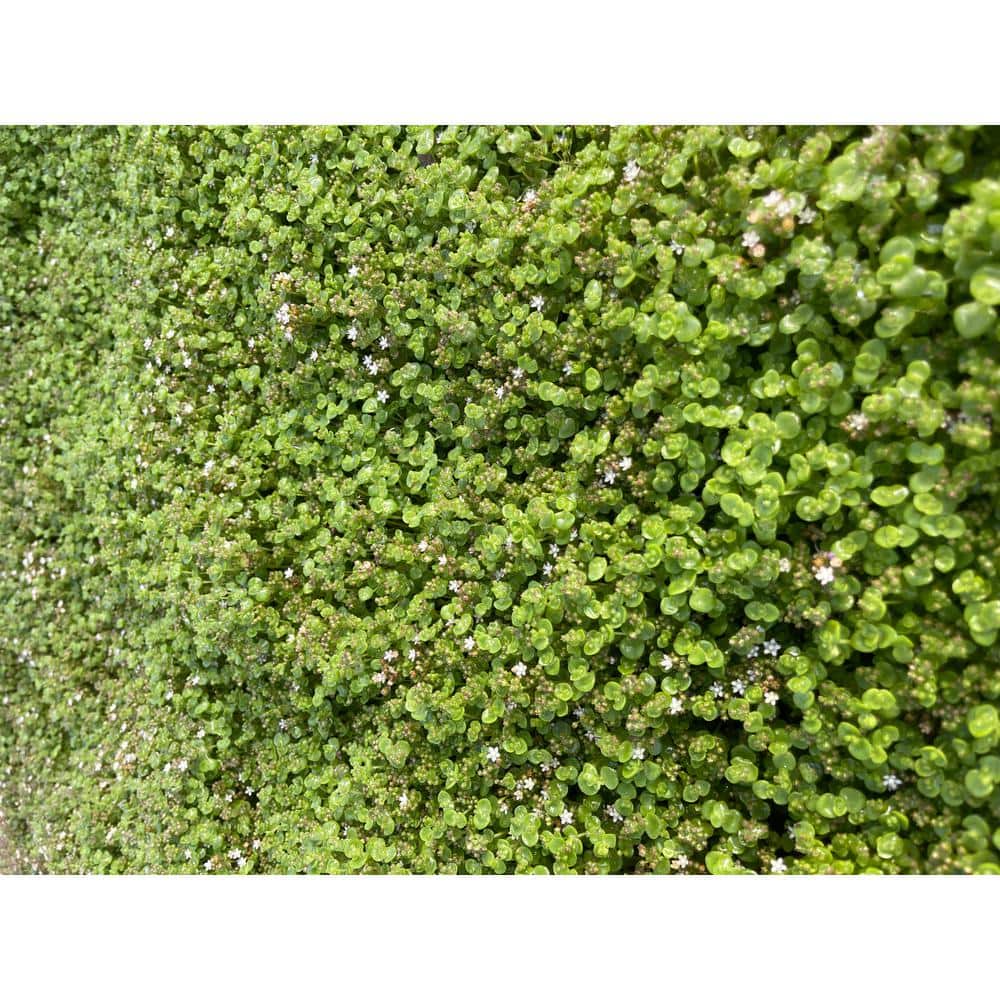 Cesicia Sedum Little Missy Spreading Plant (10-Pack) NNPLANT07 - The ...