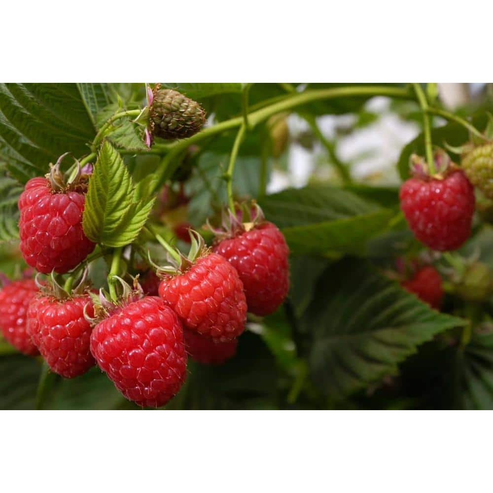 Wekiva Foliage Glencoe Raspberry Plant-Live Plant in a 2 in. Pot- Rubus ...
