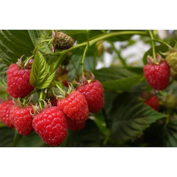 Wekiva Foliage Glencoe Raspberry Plant-Live Plant in a 2 in. Pot- Rubus ...