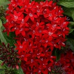 National Plant Network 4 in. Lucky Star Red Pentas Plant (4-Piece ...