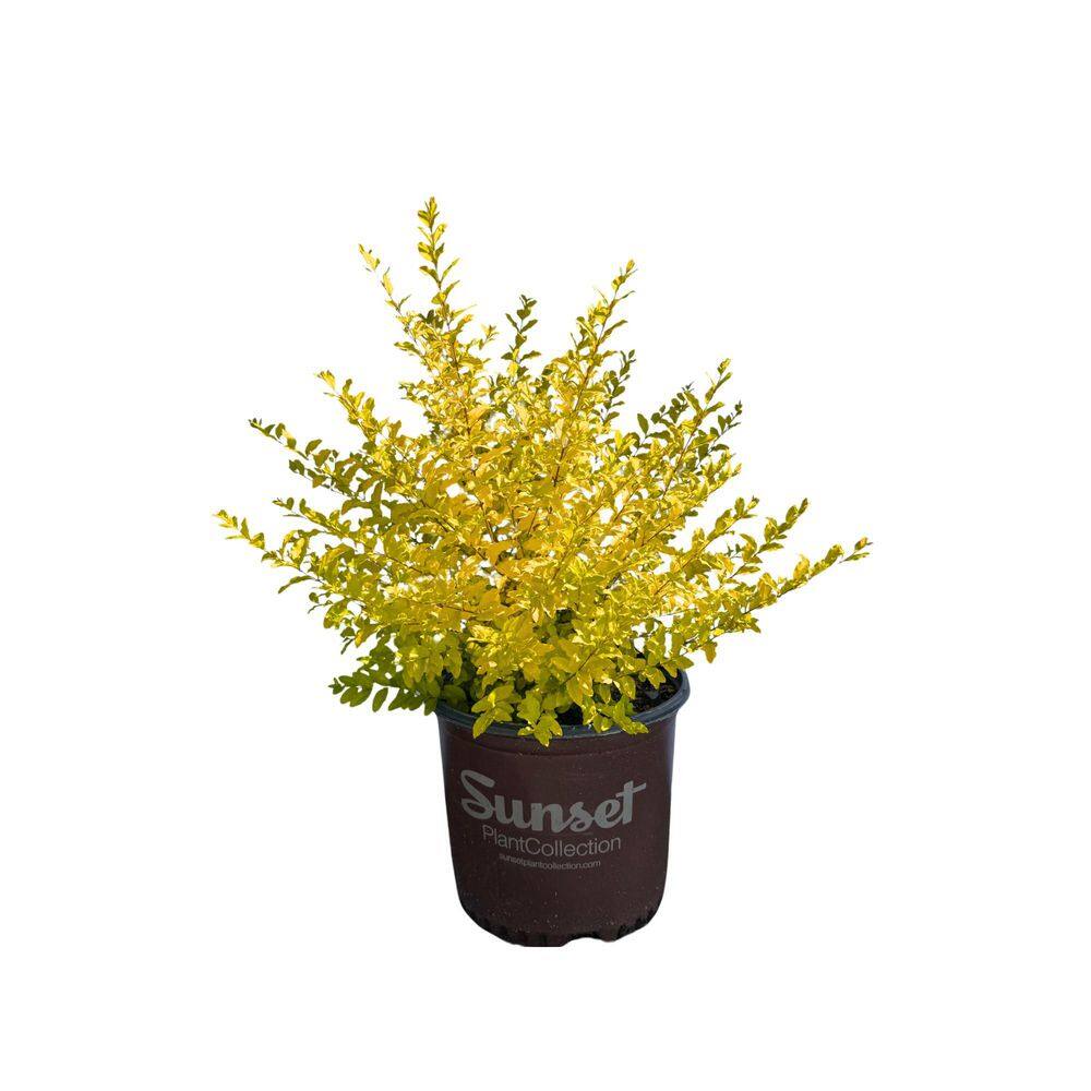 Alder & Oak #3 container-'Sunshine' Chinese Privet Yellow Evergreen ...