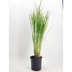 Online Orchards 1 Gal. Avalanche Feather Reed Grass - Lovely Tall ...